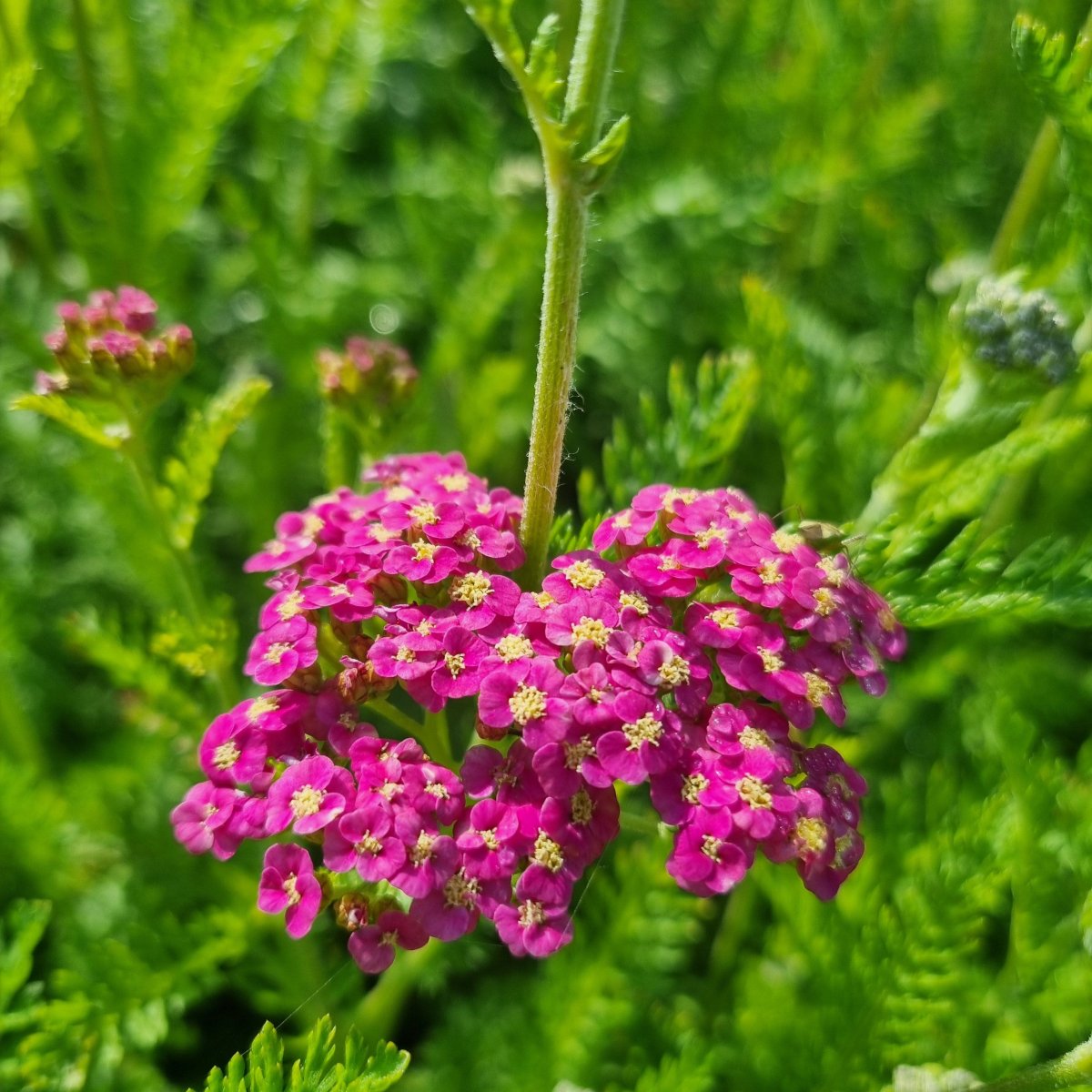 Achillea millefolium 'Skysail Bright Pink'. Røllike - Achillea ...