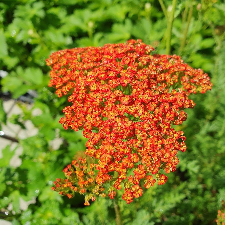Achillea millefolium 'Sassy Summer Sunset'. Røllike - Stauder - A ...