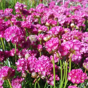 Lave stauder - 5-30 cm - Staudestedet