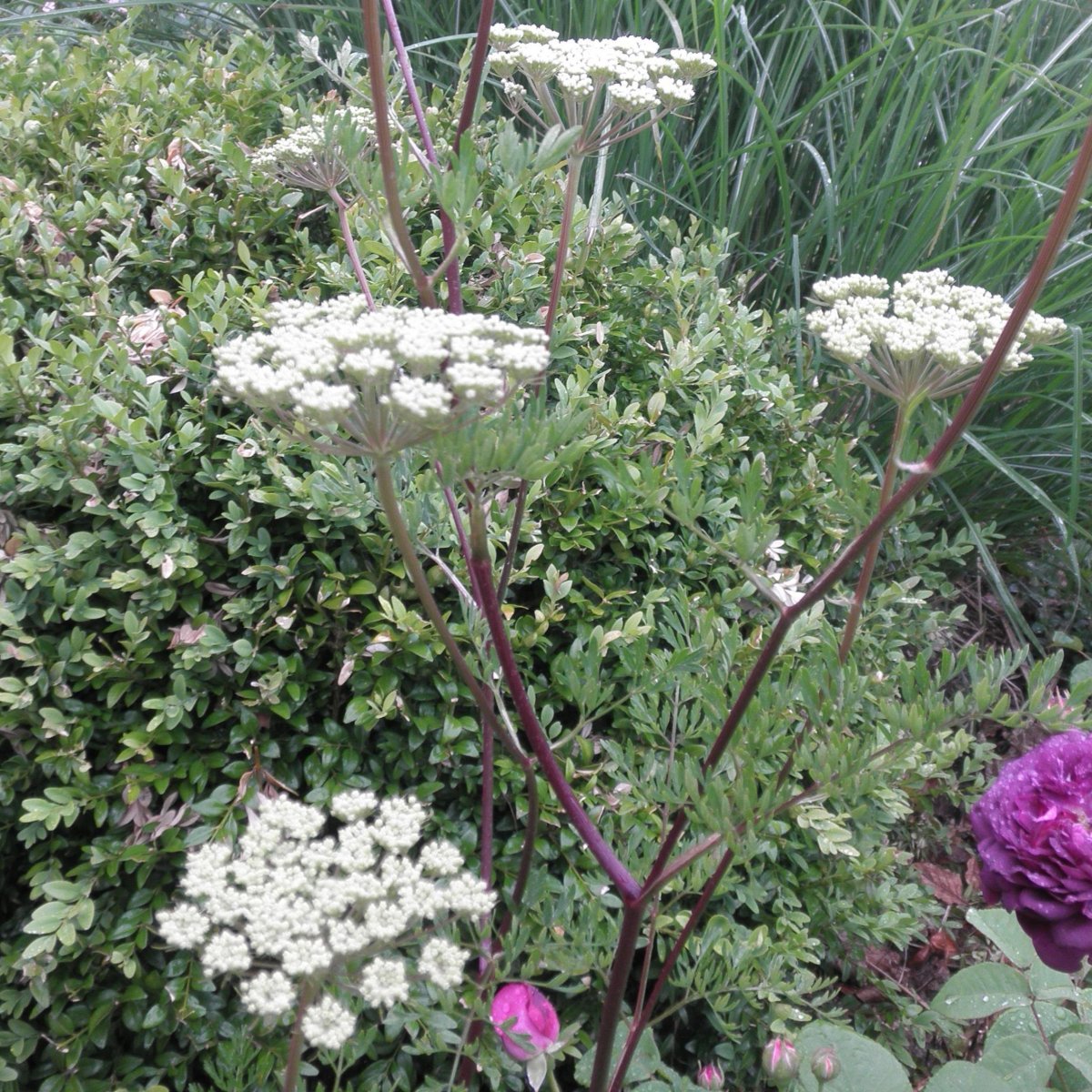 Cenolophium denudatum. Baltisk persille - Stauder - C - Staudestedet