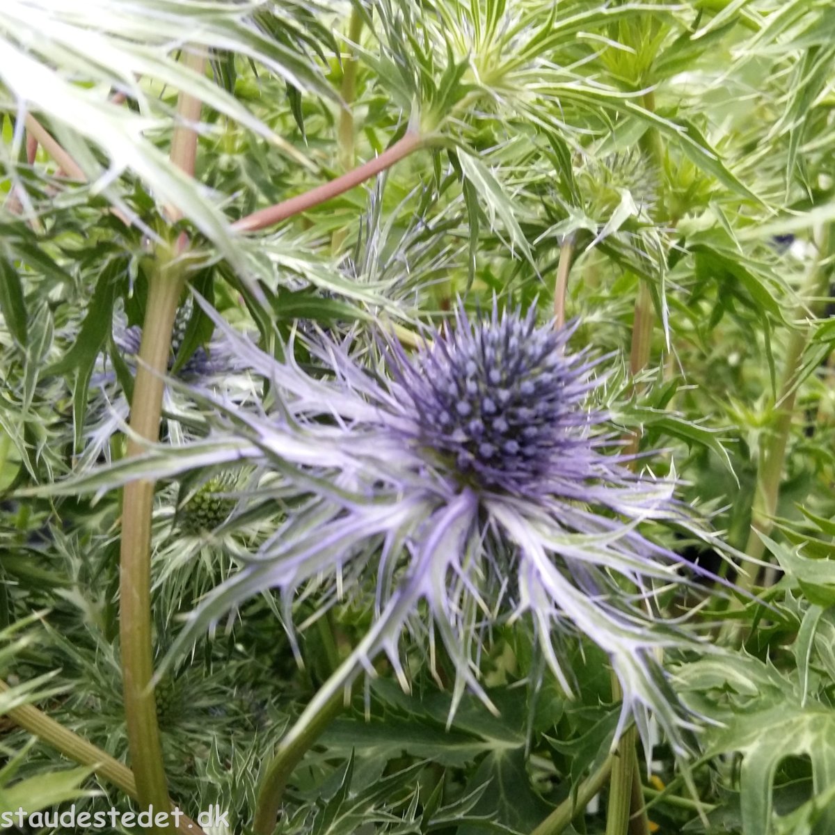 Eryngium x zabelii 'Pen Blue'. Mandstro - Stauder - E - Staudestedet