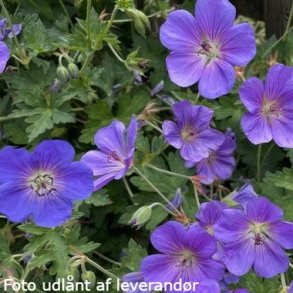Geranium - Storkenæb
