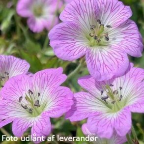Geranium - Storkenæb