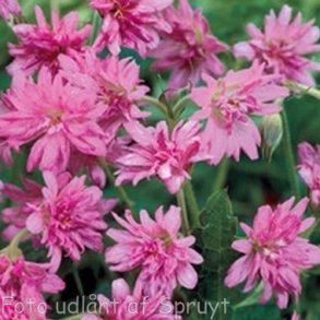 Geranium - Storkenæb