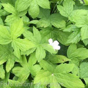 Geranium - Storkenæb