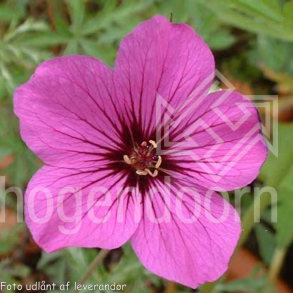 Geranium - Storkenæb