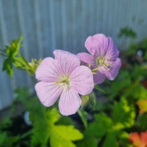 Geranium - Storkenæb