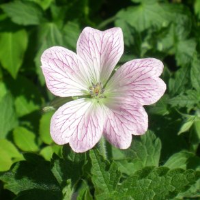 Geranium - Storkenæb