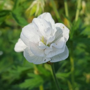 Geranium - Storkenæb