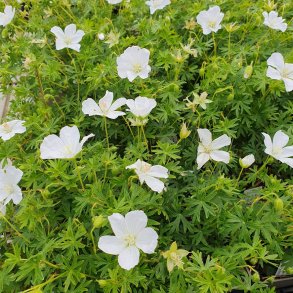 Geranium - Storkenæb