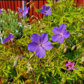 Geranium - Storkenæb