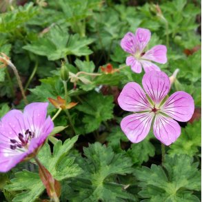 Geranium - Storkenæb