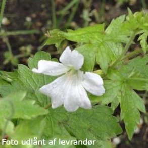 Geranium - Storkenæb