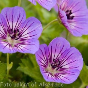 Geranium - Storkenæb