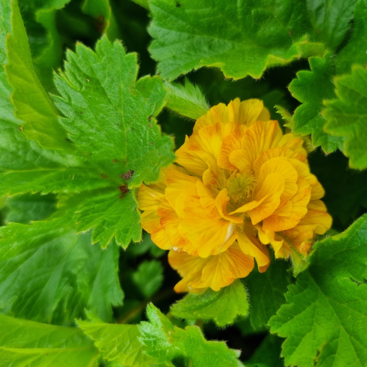 Geum 'Golden Joy'. Nellikerod - Stauder - G - Staudestedet