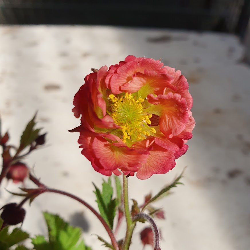 Geum 'Pink Petticoats'. Nellikerod - Stauder - G - Staudestedet