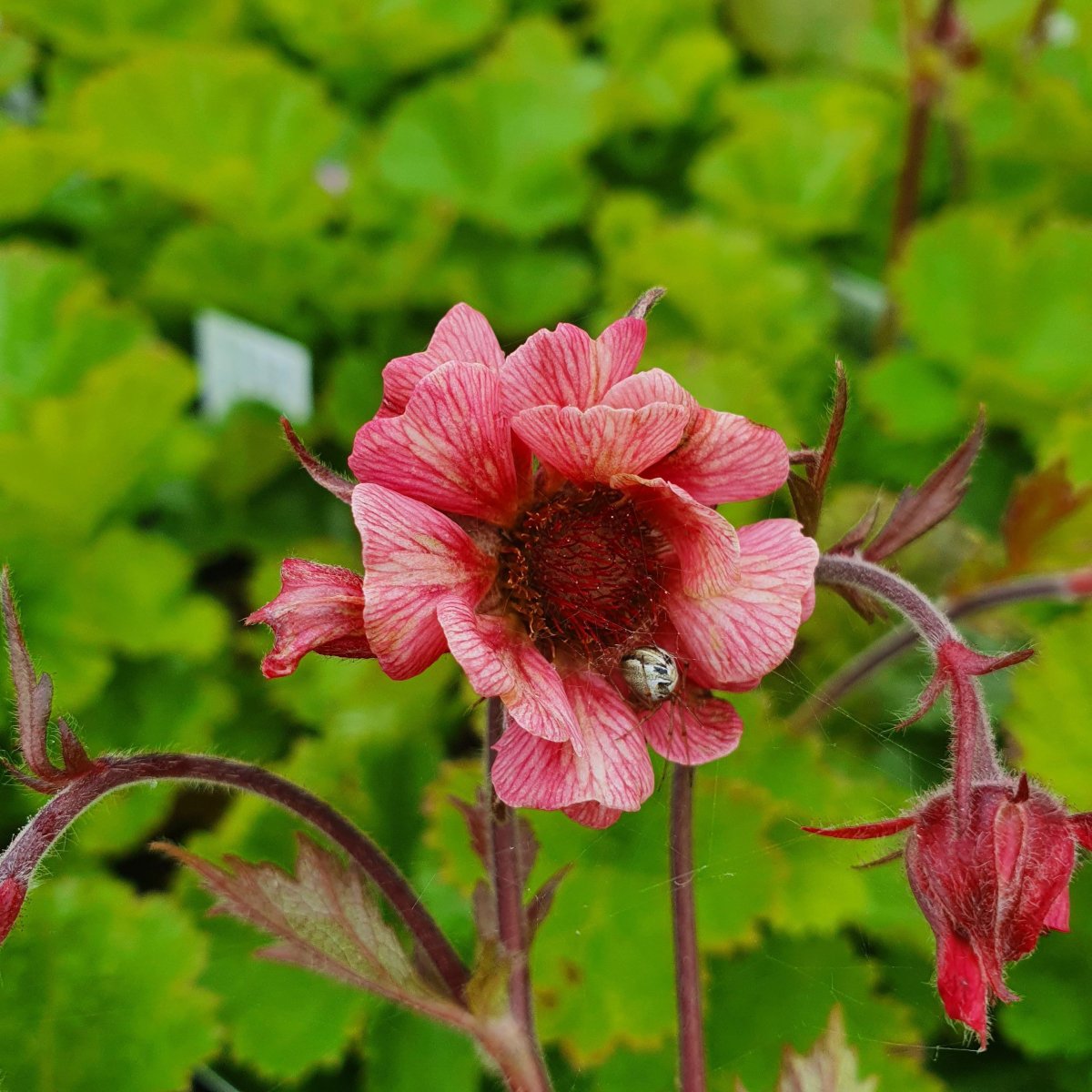 Geum TEMPO ROSE 'Tngeutr'. Nellikerod - Stauder - G - Staudestedet