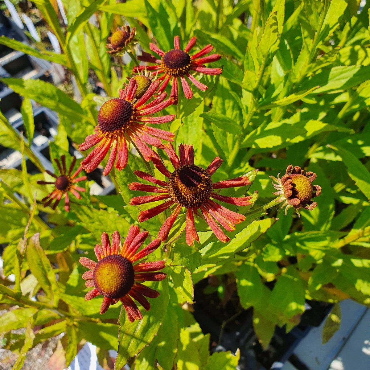 Helenium 'Loysder Wieck'. Solbrud - Stauder - H - Staudestedet