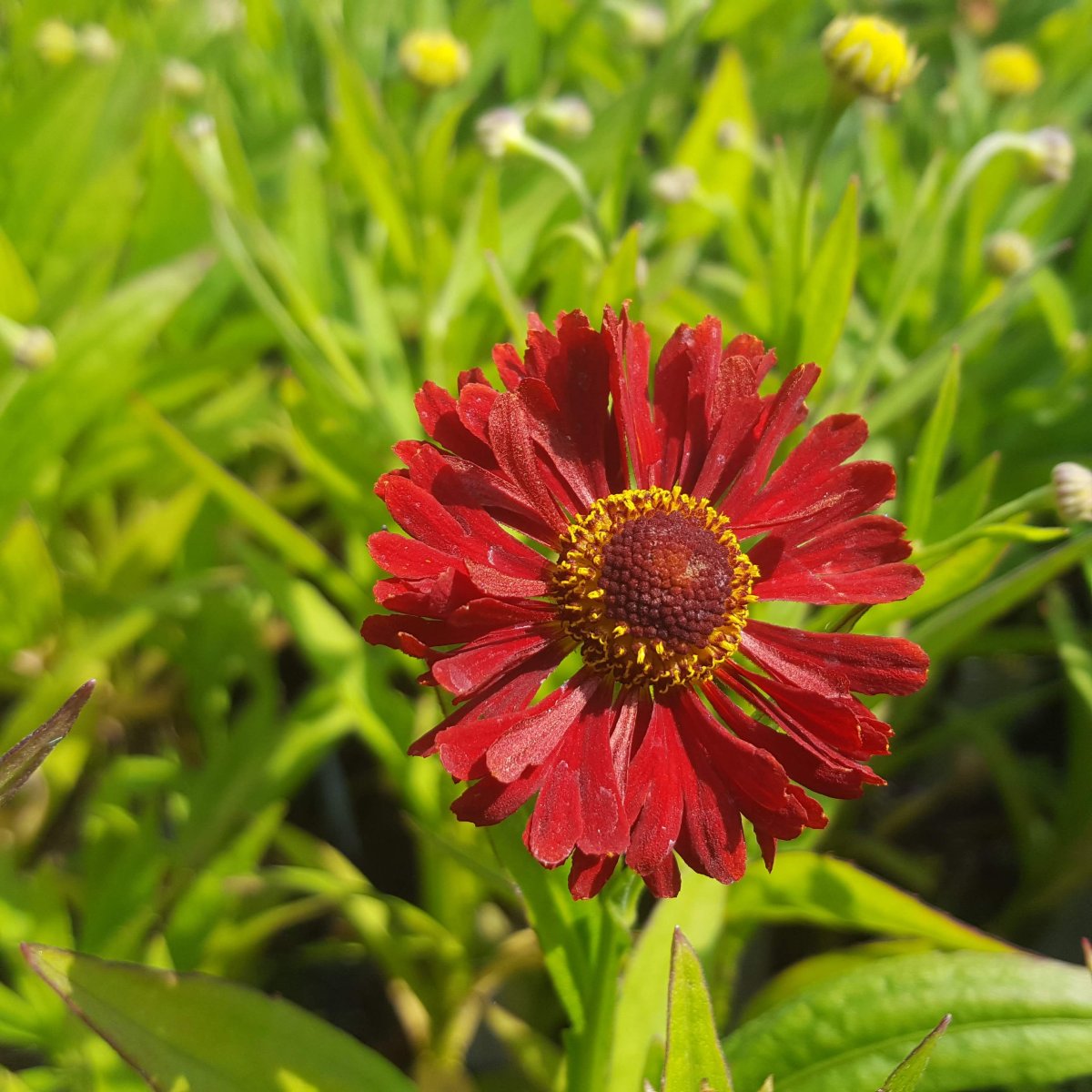 Helenium autumnale 'Ranchera'. Solbrud - Stauder - H - Staudestedet