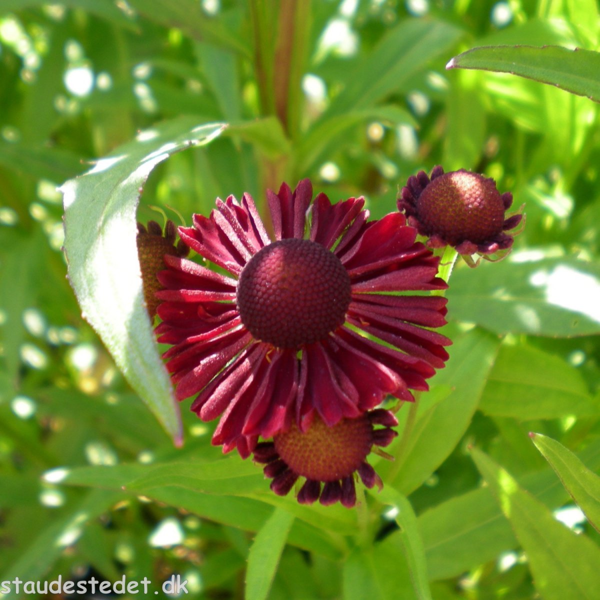 Helenium 'Ruby Tuesday'. Solbrud - Stauder - H - Staudestedet