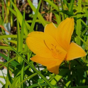 Gule stauder - Staudestedet