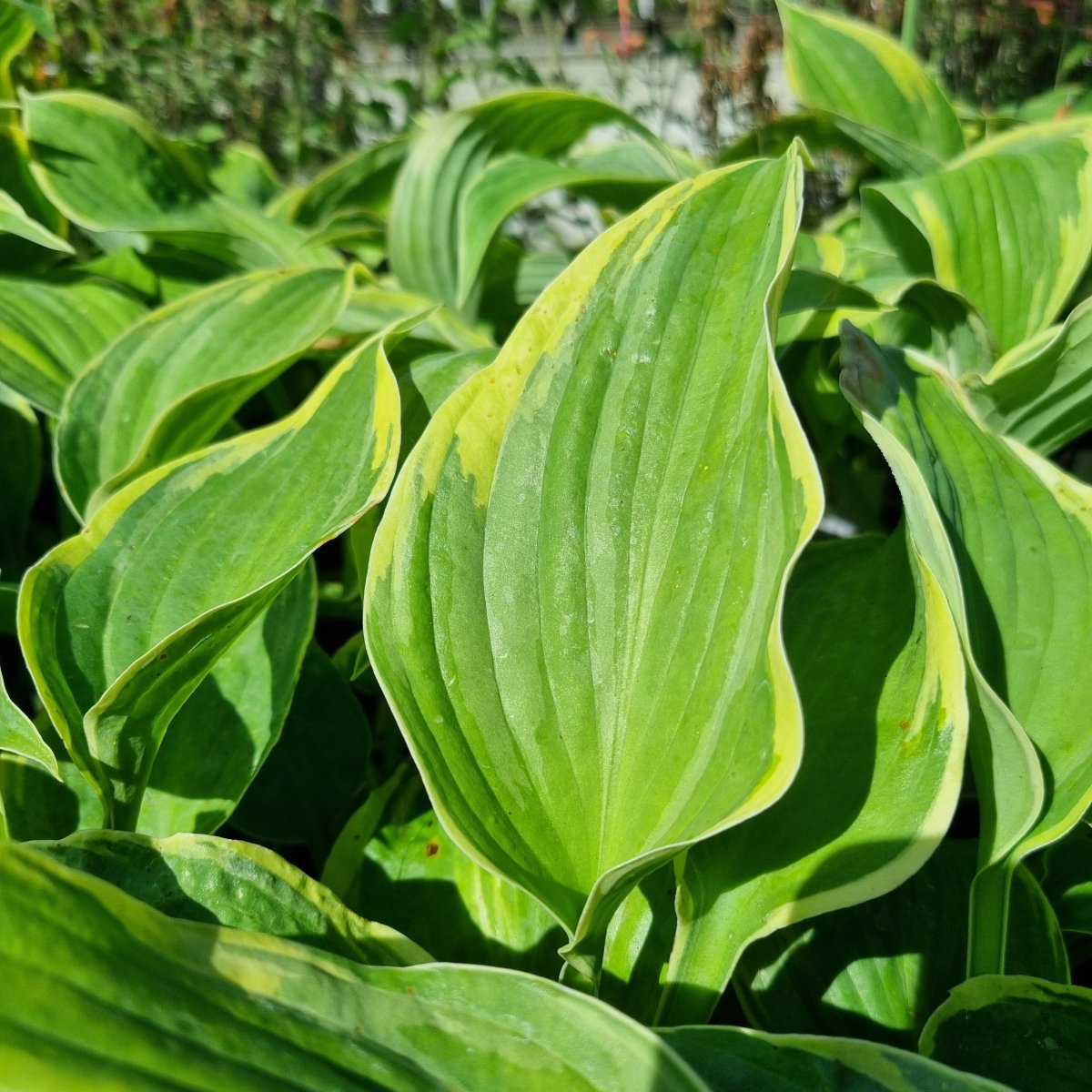 Hosta 'Earth Angel'. Hosta - Stauder - H - Staudestedet