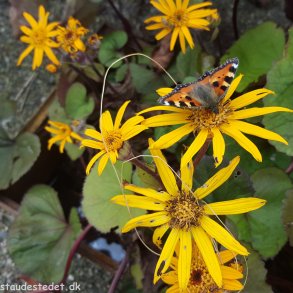 Gule stauder - Staudestedet