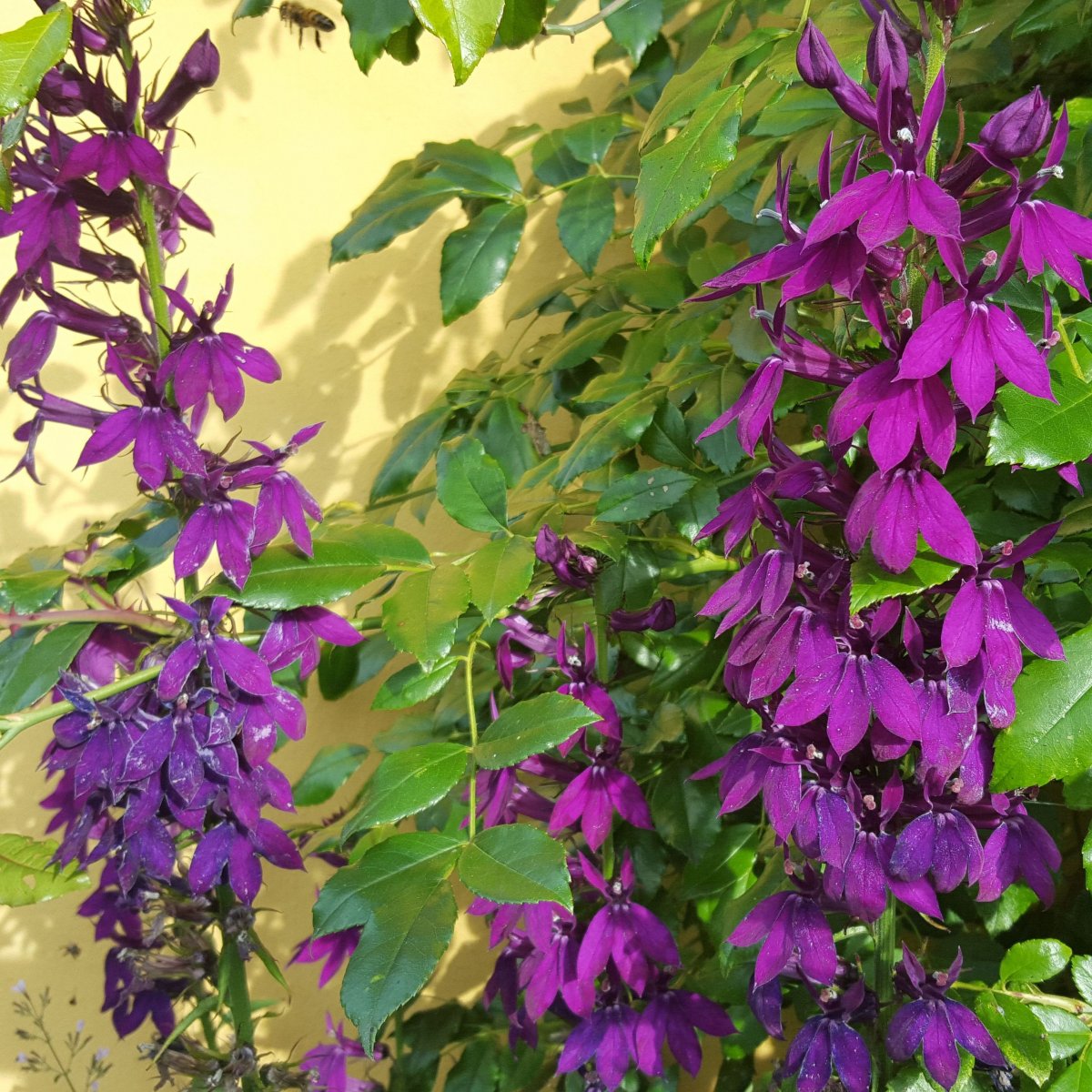 Stauder - L - Staudestedet