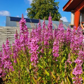 Køb stauder online hos Staudestedet - nemt og billigt