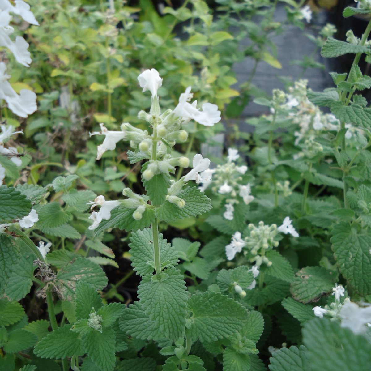 Nepeta racemosa 'Snowflake'. Katteurt - Stauder - M, N, O - Staudestedet