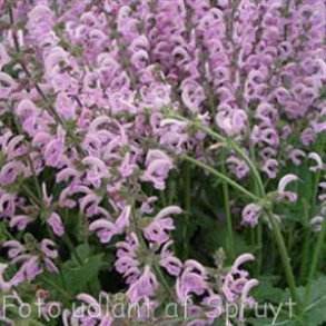 Salvia - Salvie