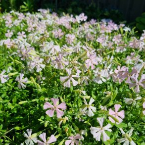 Køb stauder online hos Staudestedet - nemt og billigt