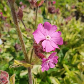 Køb stauder online hos Staudestedet - nemt og billigt